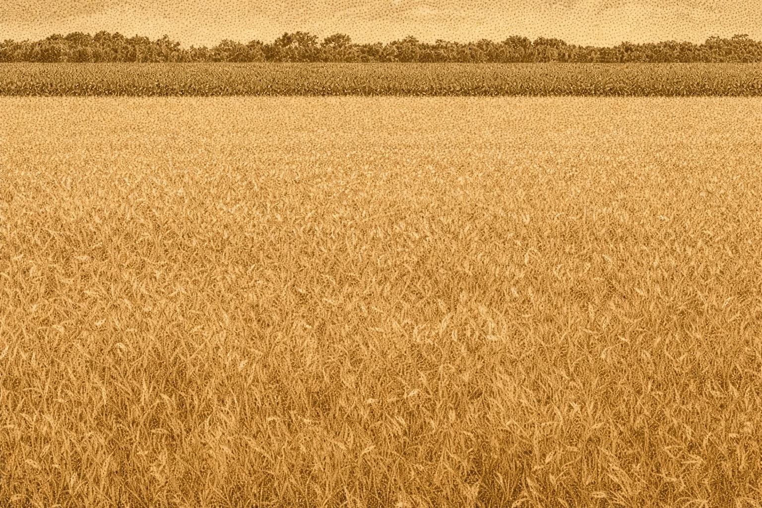 Manitoba Cereals Hub Gains $10.5M Boost in Winnipeg